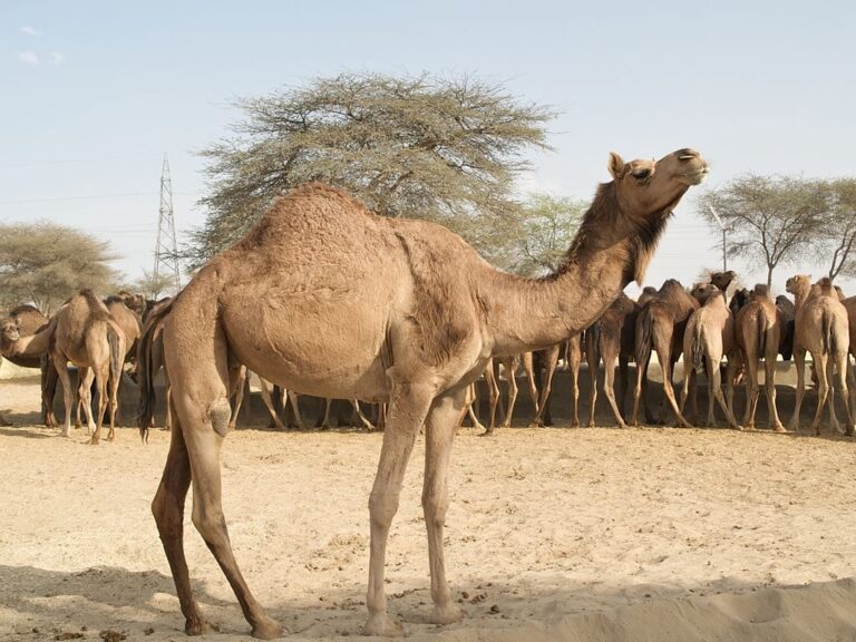 Pakistan becomes the Top Exporter of Camel Meat with an Export Value of ...