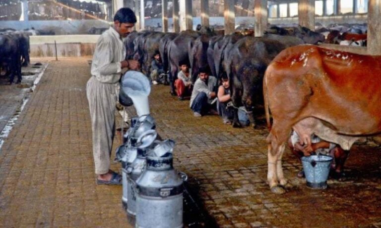 Pakistan's government intends to transform milk production – Startup ...