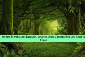 Forests in Pakistan - Location, Covered Area & Everything you Need to ...