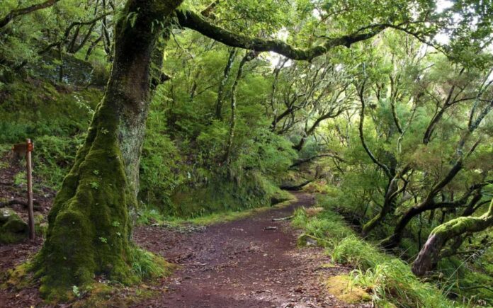 Forests in Pakistan - Location, Covered Area & Everything you Need to ...