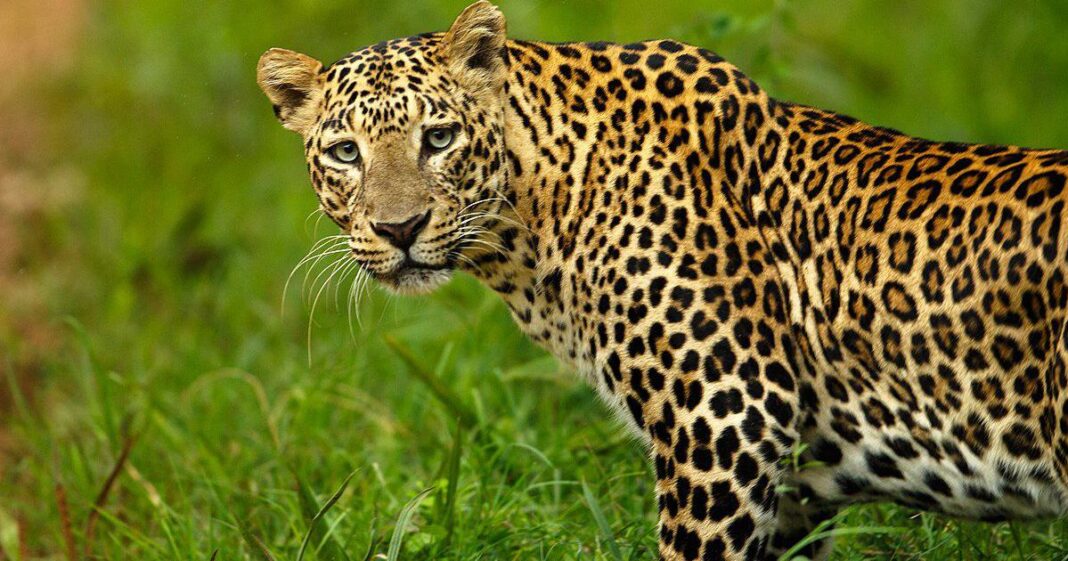 First-Ever Asian Leopard reserve to set up in Pakistan at Margalla ...