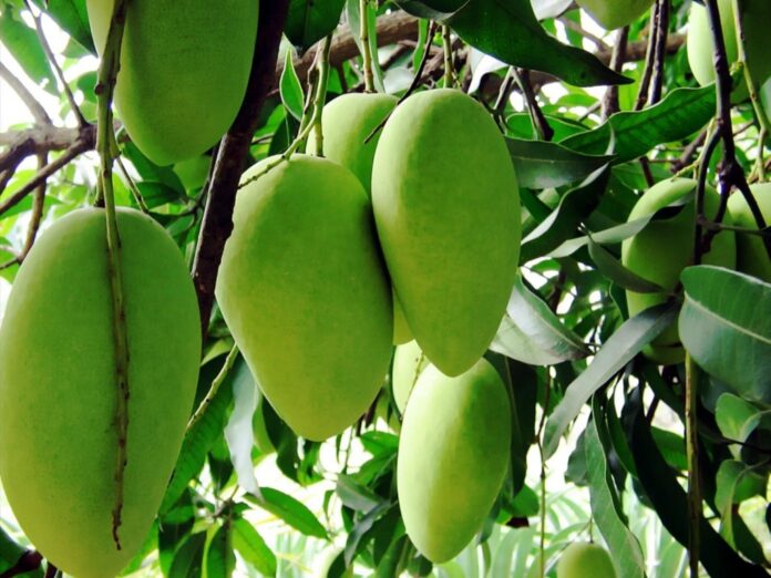 Mangoes in Pakistan: Varieties, Production & Export – Startup Pakistan