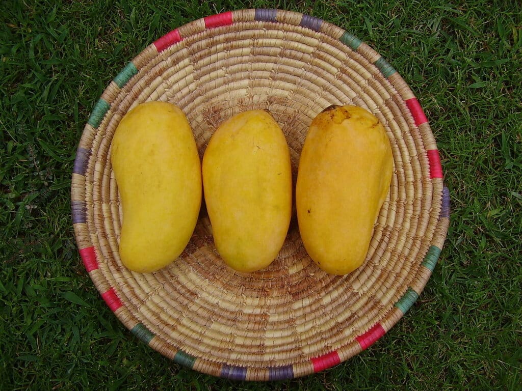 Mangoes in Pakistan: Varieties, Production & Export – Startup Pakistan