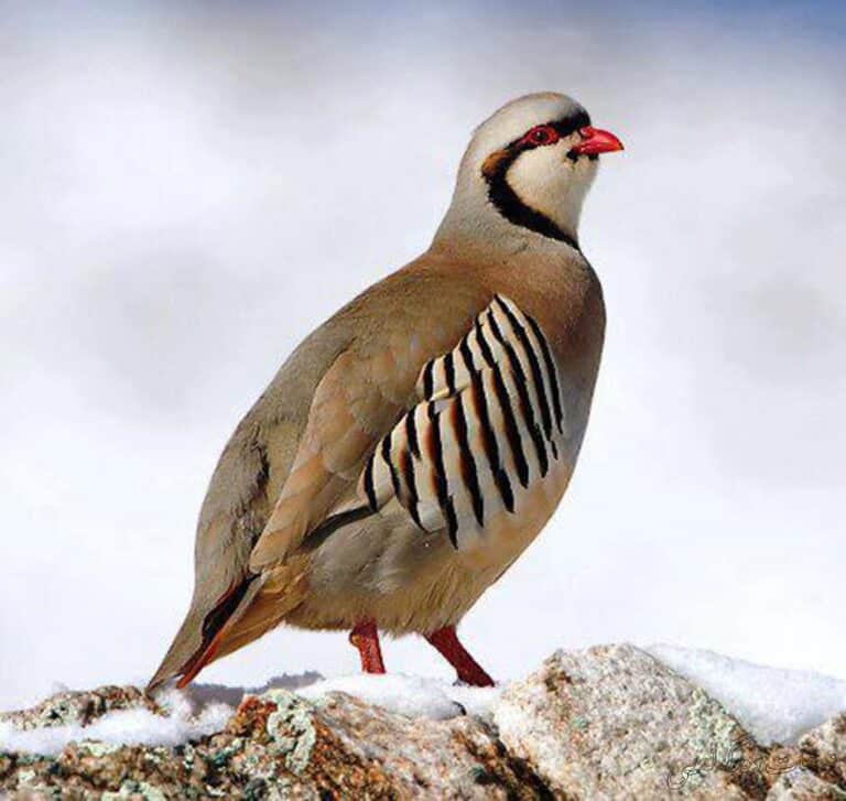 Chukar Partridge - Some Facts about the National Bird of Pakistan ...