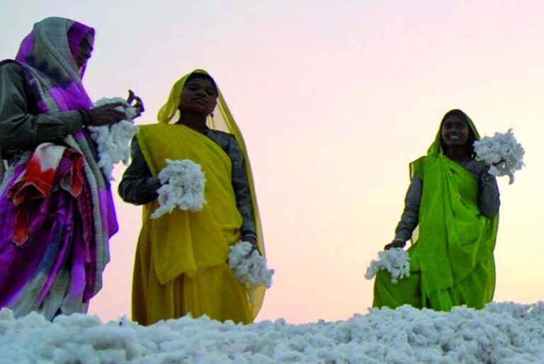 Major Issues and Developments in Pakistan Cotton – Startup Pakistan