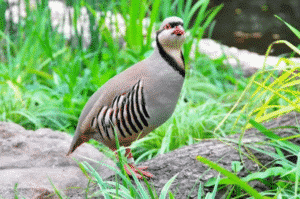 Chukar Partridge - Some Facts about the National Bird of Pakistan ...