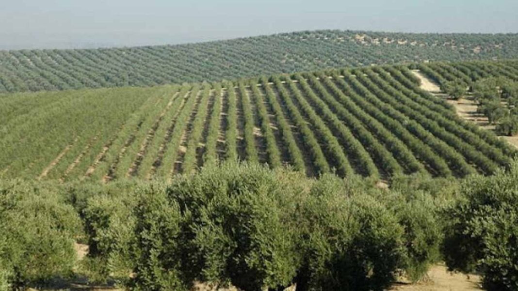 Former PM Imran Khan’s 10 Billion Tree Tsunami Project has Spurred ...