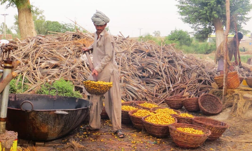 Pakistan is 6th Largest Producer of Dates in the World – Startup Pakistan
