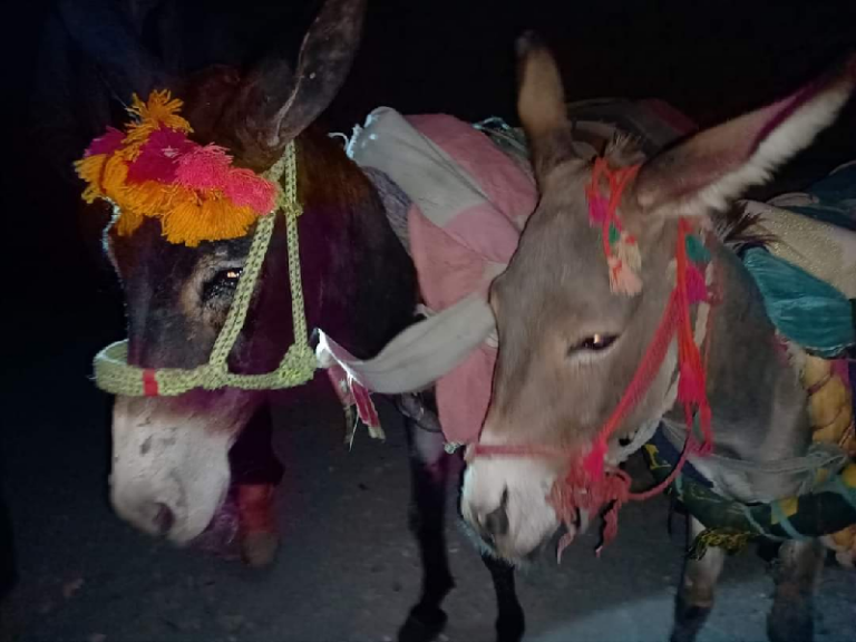 Six donkeys taken into custody for "Smuggling Timber" – Startup Pakistan