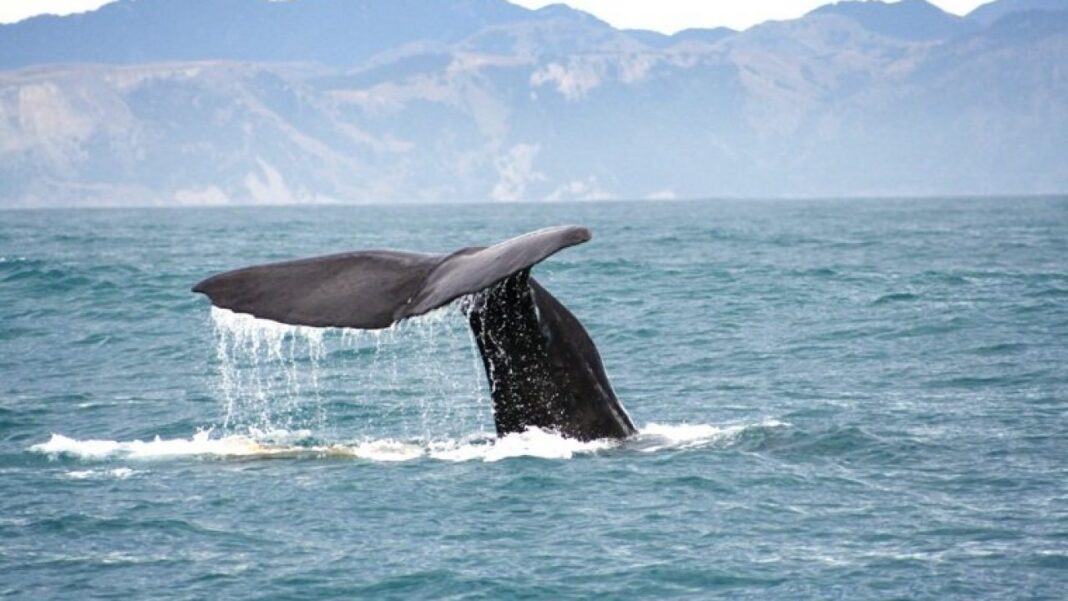 Blue Whales Eat 10 Million Pieces of Microplastic a Day: Study ...