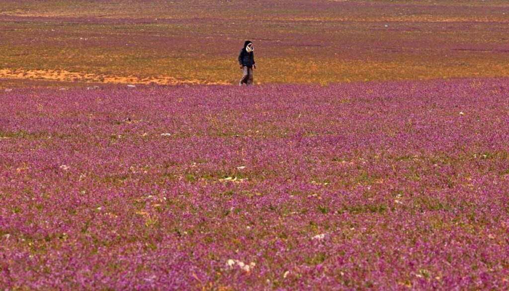 Desert Turns Purple in Saudi Arabia – Startup Pakistan