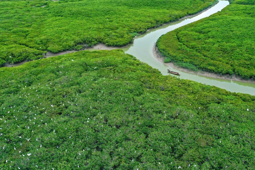 16 Acres of Mangrove Forest Successfully Restored in Balochistan ...