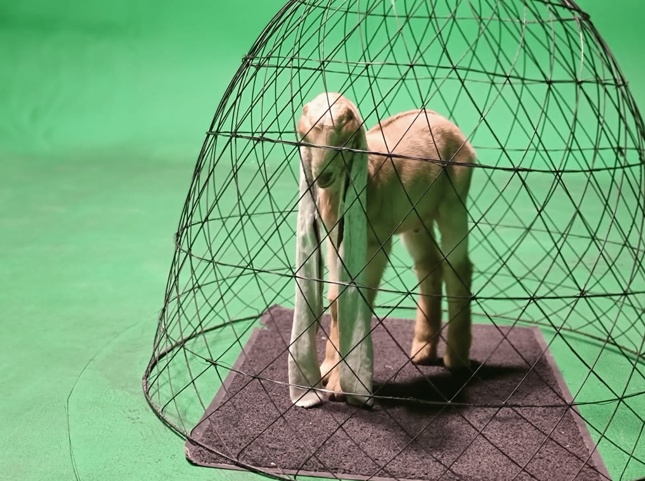 World's Longest Ear Goat "Pakistani Simba" is no more – Startup Pakistan