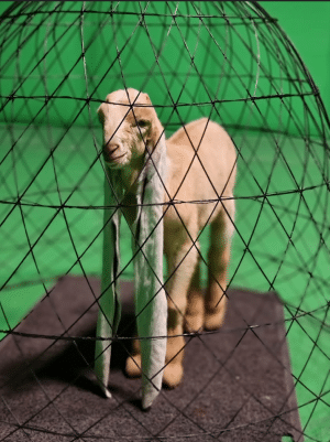 World's Longest Ear Goat "Pakistani Simba" is no more – Startup Pakistan