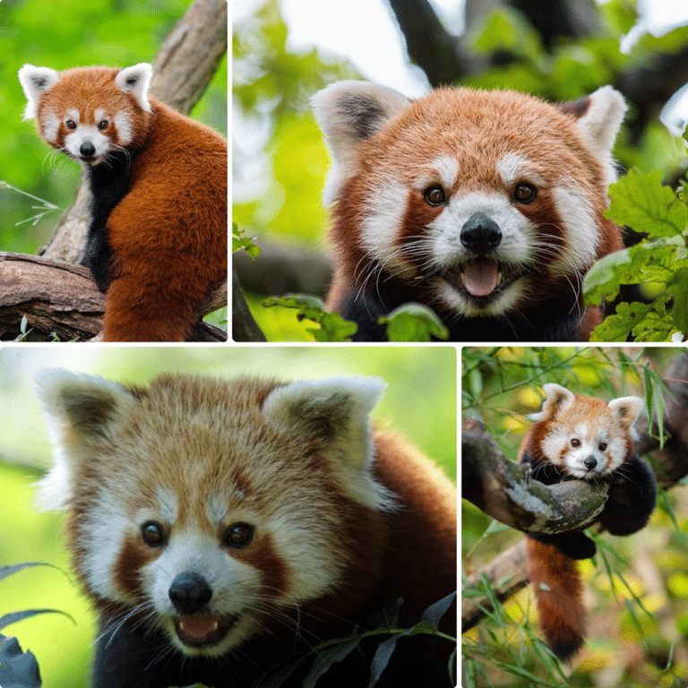 Red Panda Says Hi to You – Startup Pakistan