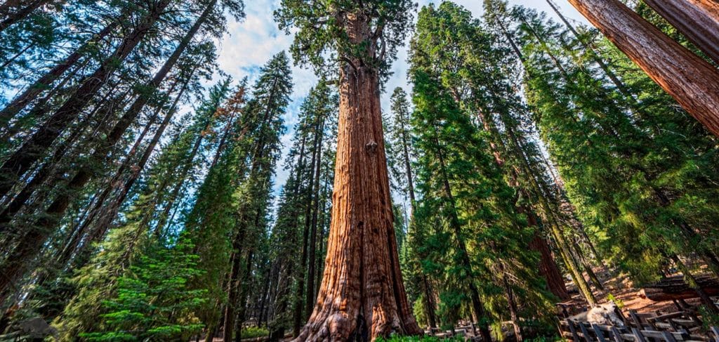 Hyperion is the Tallest Tree in the World, it Stands 380 Feet Tall and ...