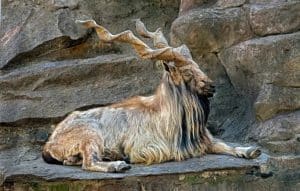 US National Hunts 10-Year-Old Kashmir Markhor for Over Rs. 14 Lakh ...