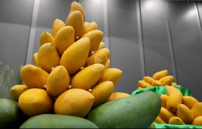 Pakistan Mango Festival Lit Enthusiasm in Beijing – Startup Pakistan