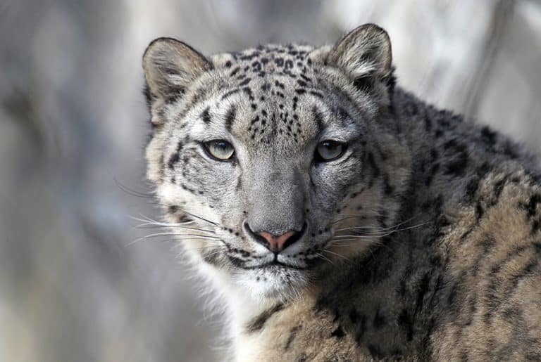 Iconic Snow Leopard Makes Remarkable Comeback in Chitral After 13-Year ...